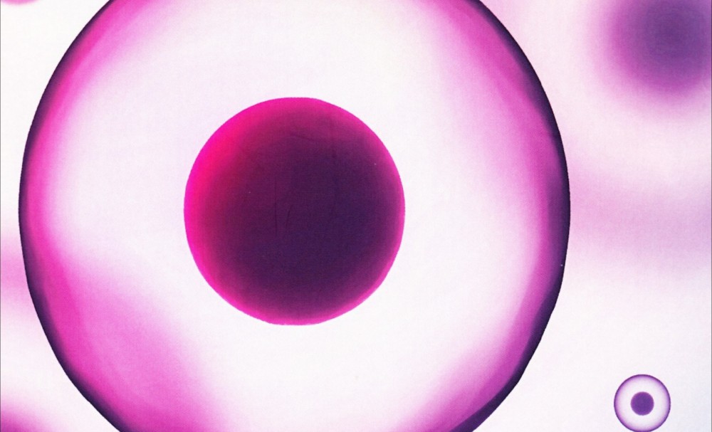 Les preuves de l’évolution par l’embryologie – DAILY SCIENCE