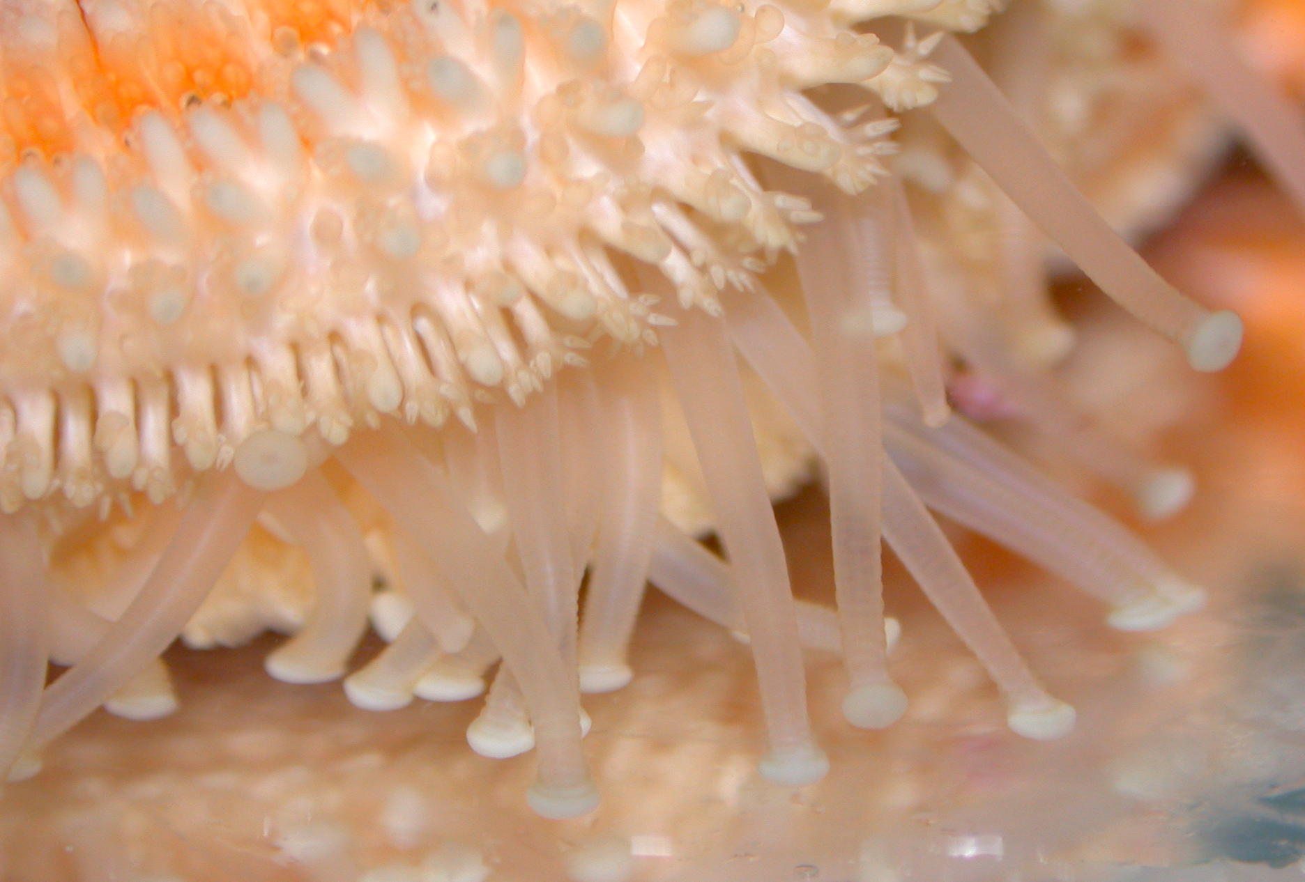 L’usine du vivant produit des biomatériaux – DAILY SCIENCE