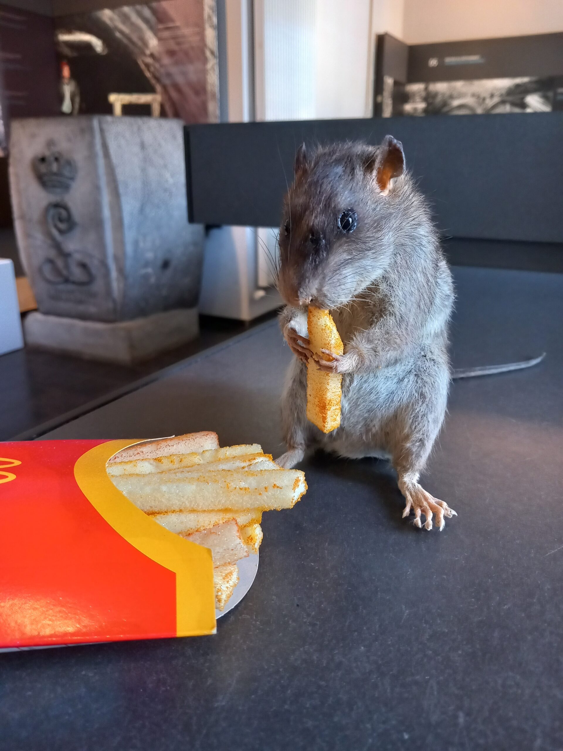 Rattus : à la découverte des mystères du rat d’égout – DAILY SCIENCE