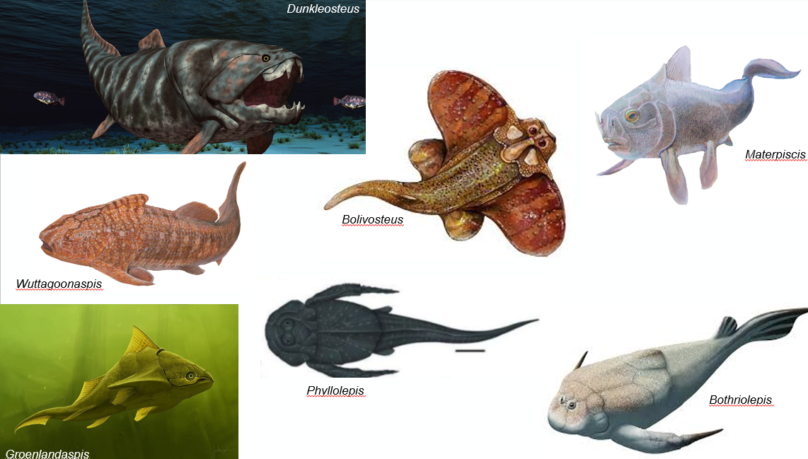 Plongée dans le monde des premiers vertébrés munis de dents – DAILY SCIENCE